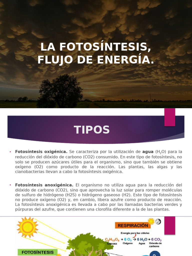 Fotosíntesis y Flujo de Energía | PDF