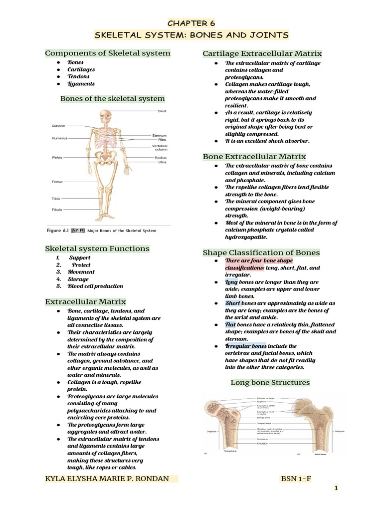 Skeletal System | PDF