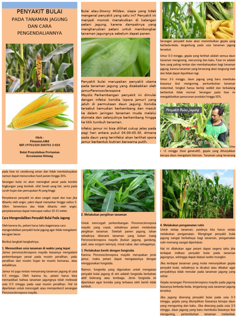Leaflet Jagung, Kakao, JAP, Tomat | PDF