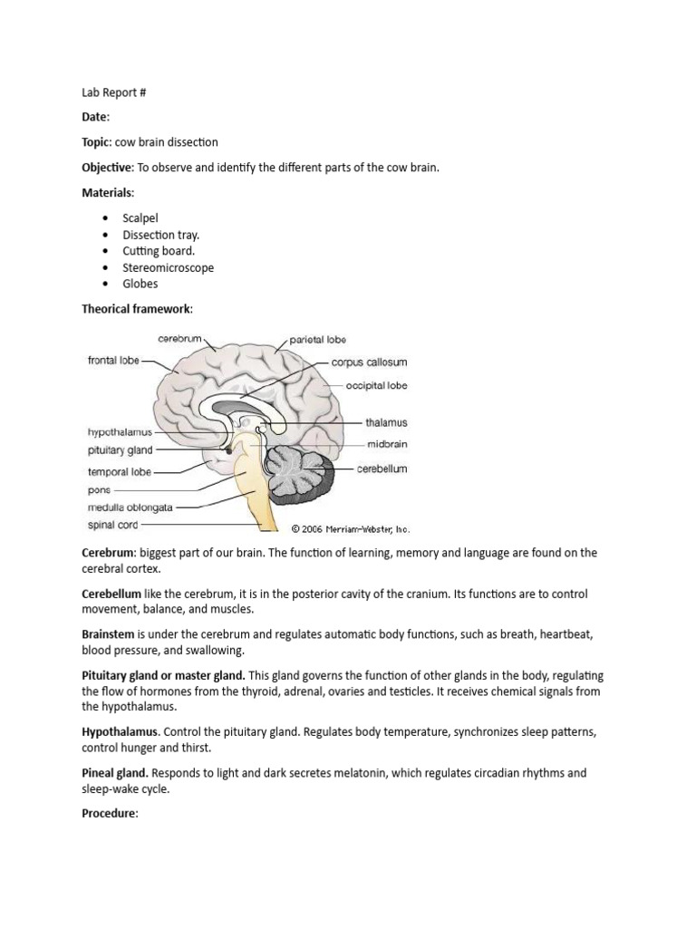 Lab Report 7th Cow Brain Practice | PDF