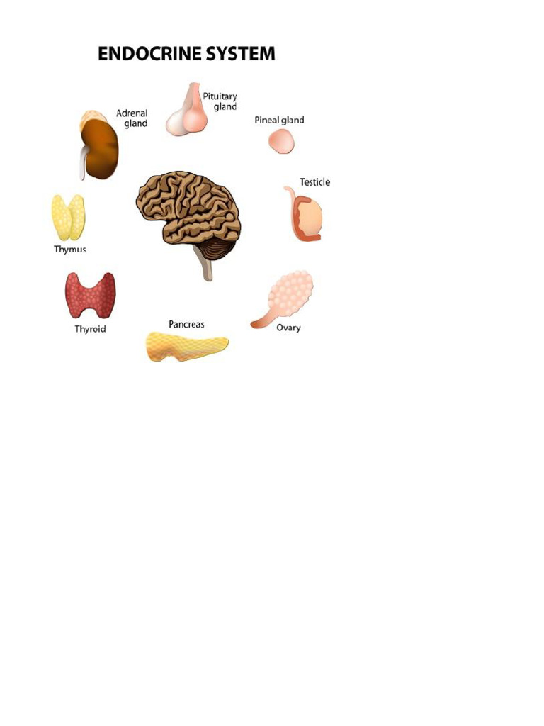 Endocrine System | PDF