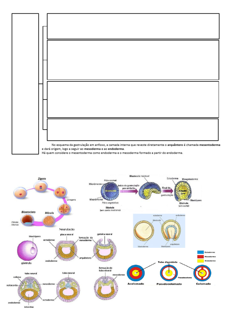 Sinótico de Desenvolvimento Embrionário - Atividade Avaliativa | PDF