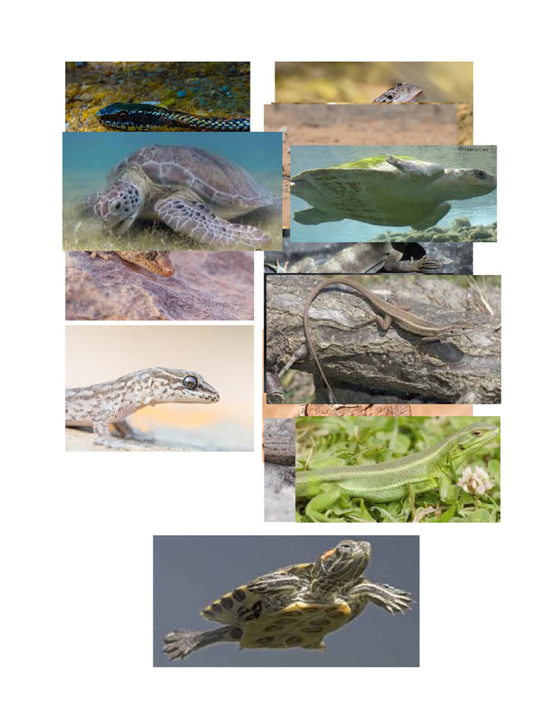 Fotos reptiles | PDF