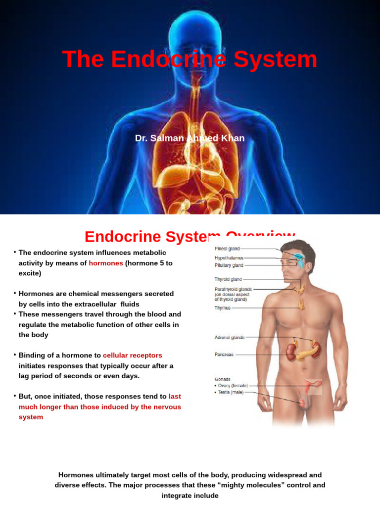Endocrine System Pdf Hormone Thyroid