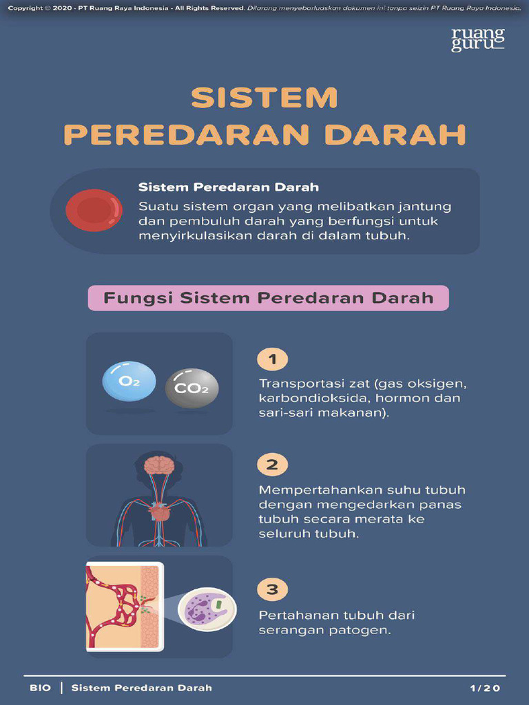Rangkuman Struktur Dan Fungsi Sistem Peredaran Darah | PDF Rangkuman Struktur Dan Fungsi Sistem Peredaran Darah | PDF