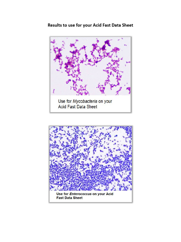 Results To Use For Your Acid Fast Data Sheet | PDF