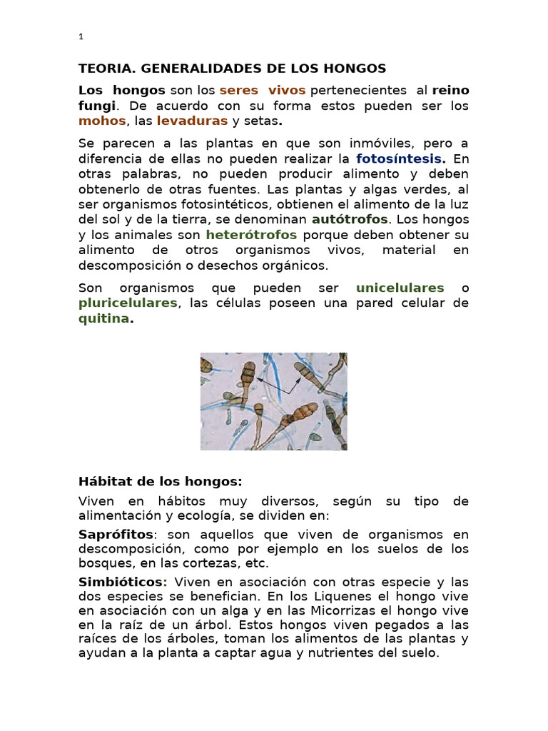 Generalidades de Los Hongos de Interés Médico | PDF | Hongo | Ciencia y ...