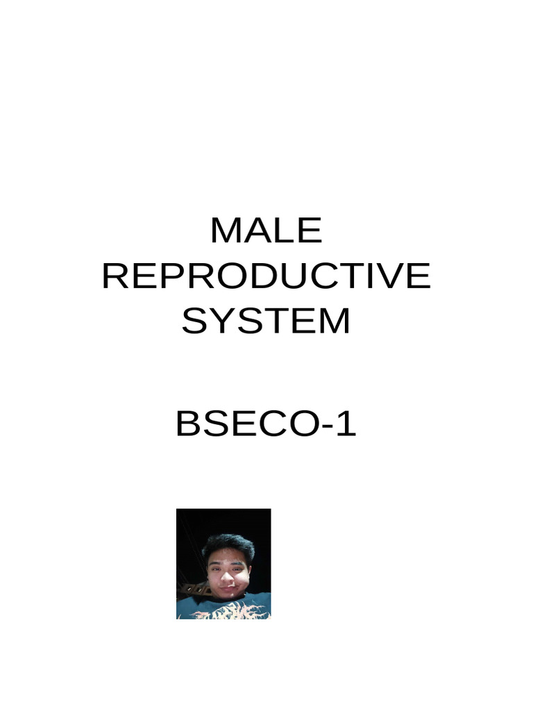 Male Reproductive Hand Out | PDF | Reproductive System | Testicle