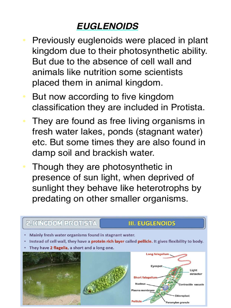 Kingdom Protista Part-2 | PDF