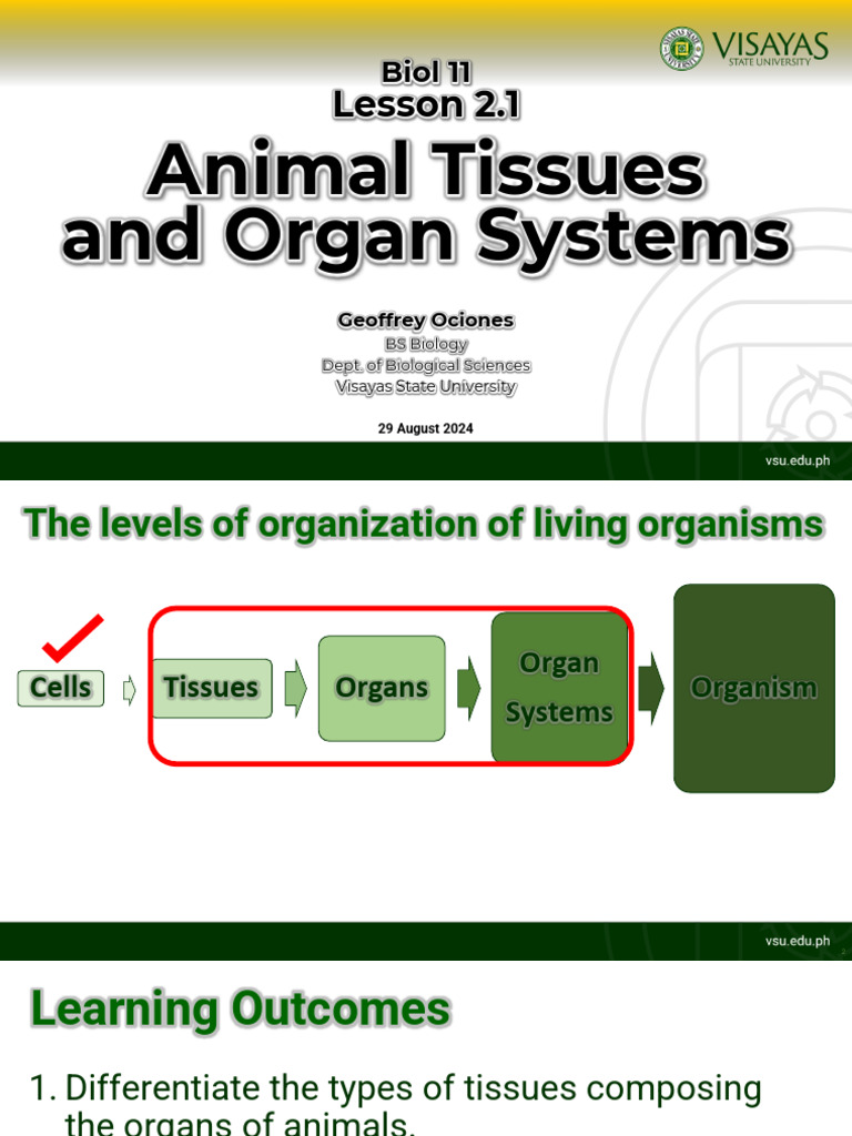 Lesson 2.1 Organ Tissues and Organ Systems | PDF
