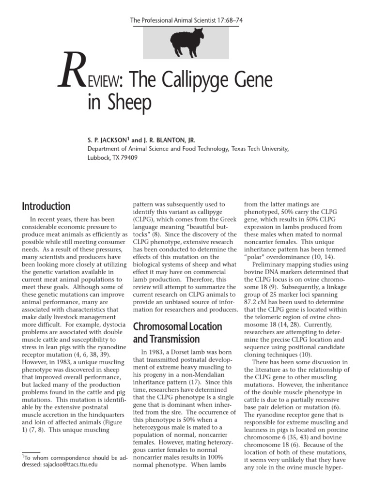 The Callipyge Gene in Sheep | PDF