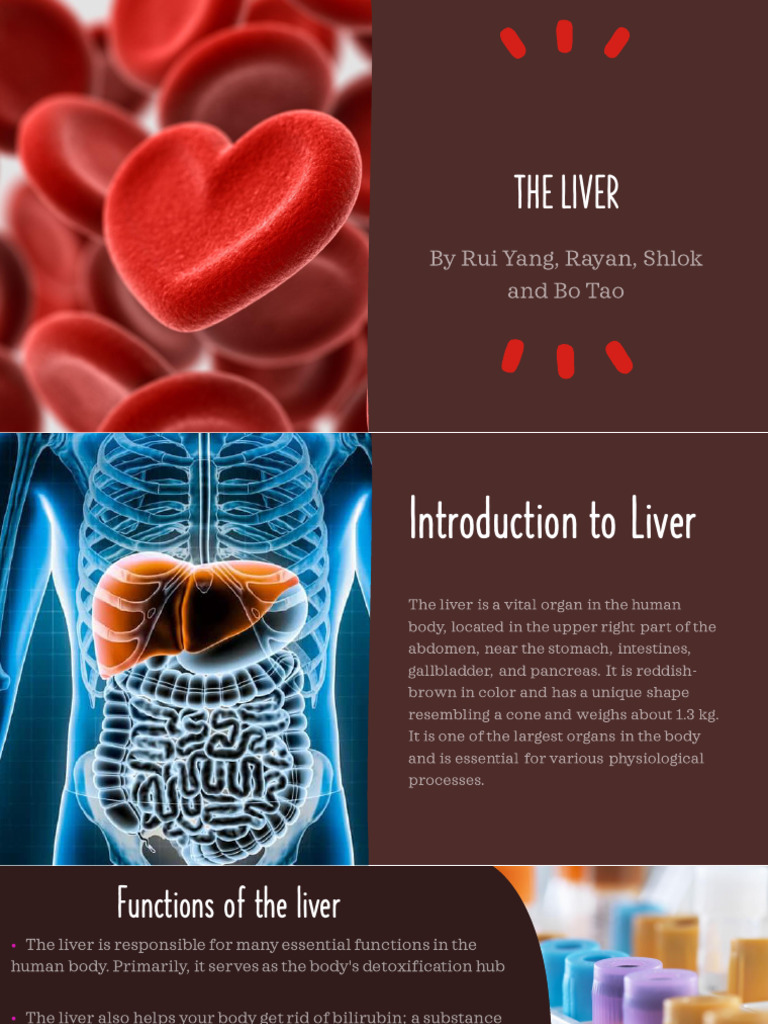 The Liver | PDF
