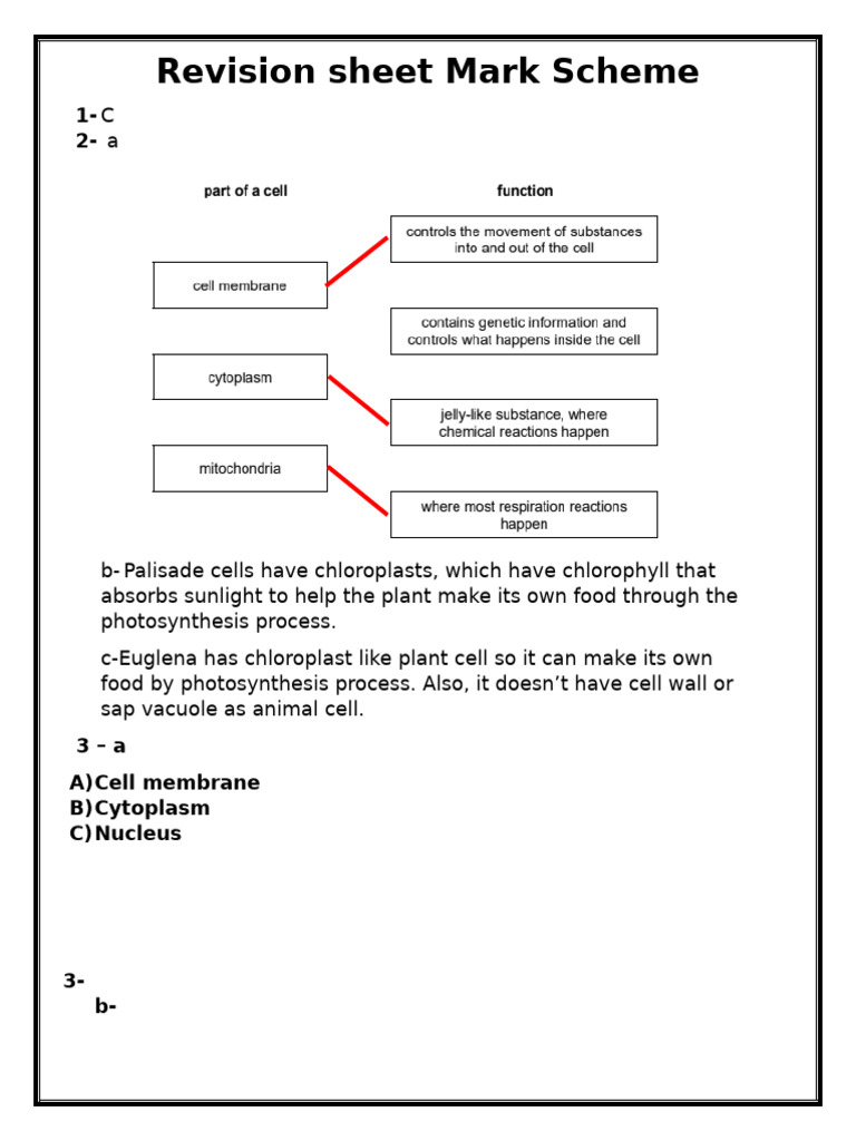 Revision Sheet Year 7 Biology MS | PDF