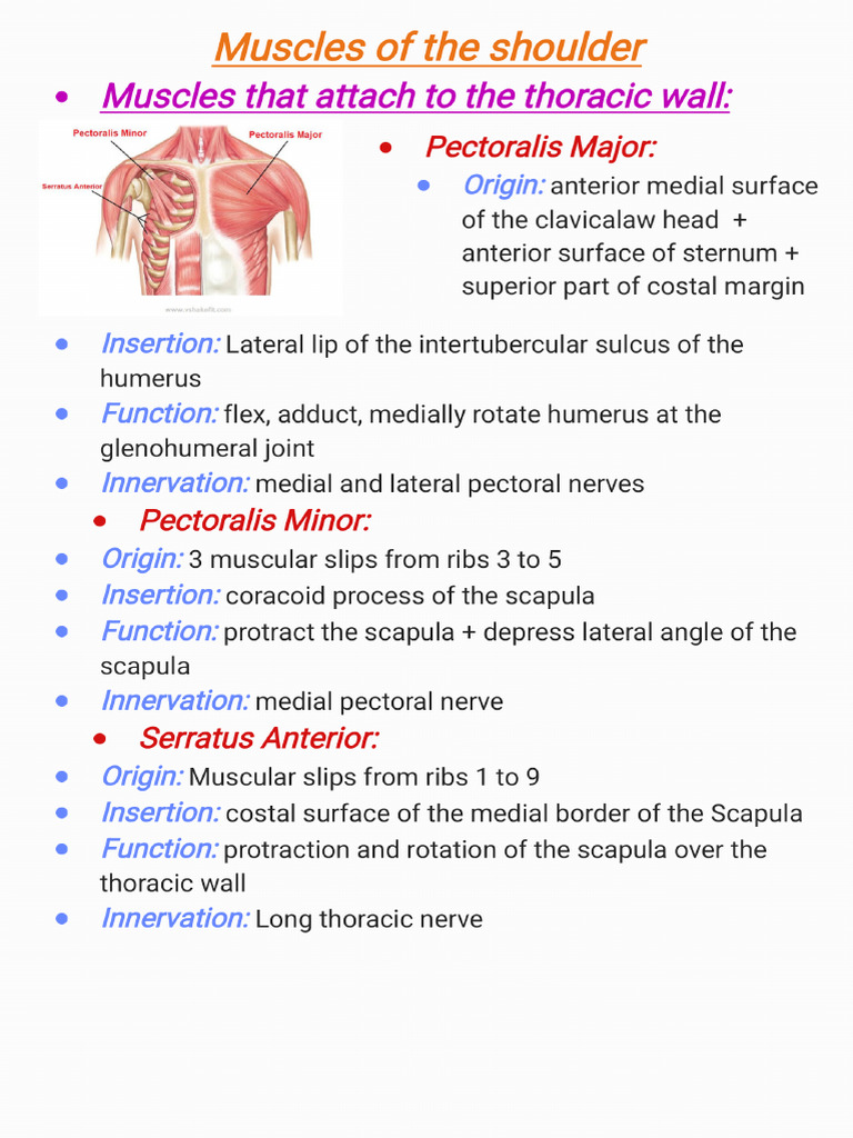 Muscles of The Upper Extremities - 220516 - 132616 | PDF