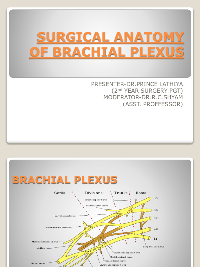 Surgical Anatomy of Brachial Plexus | PDF