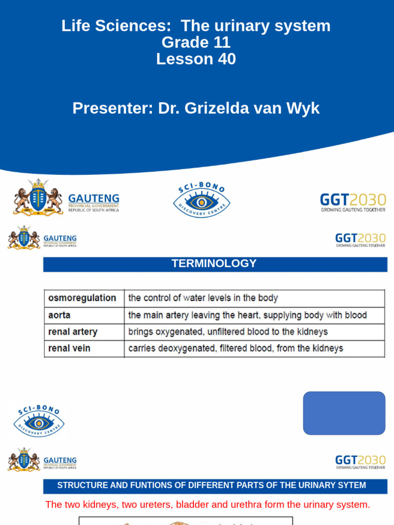 The Urinary System, Grade 11 Life Science. | PDF | Urinary System | Kidney