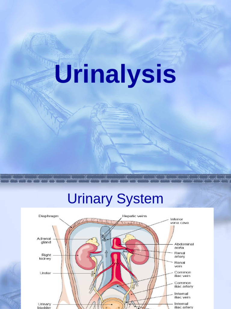 Urinalysis 1 | PDF