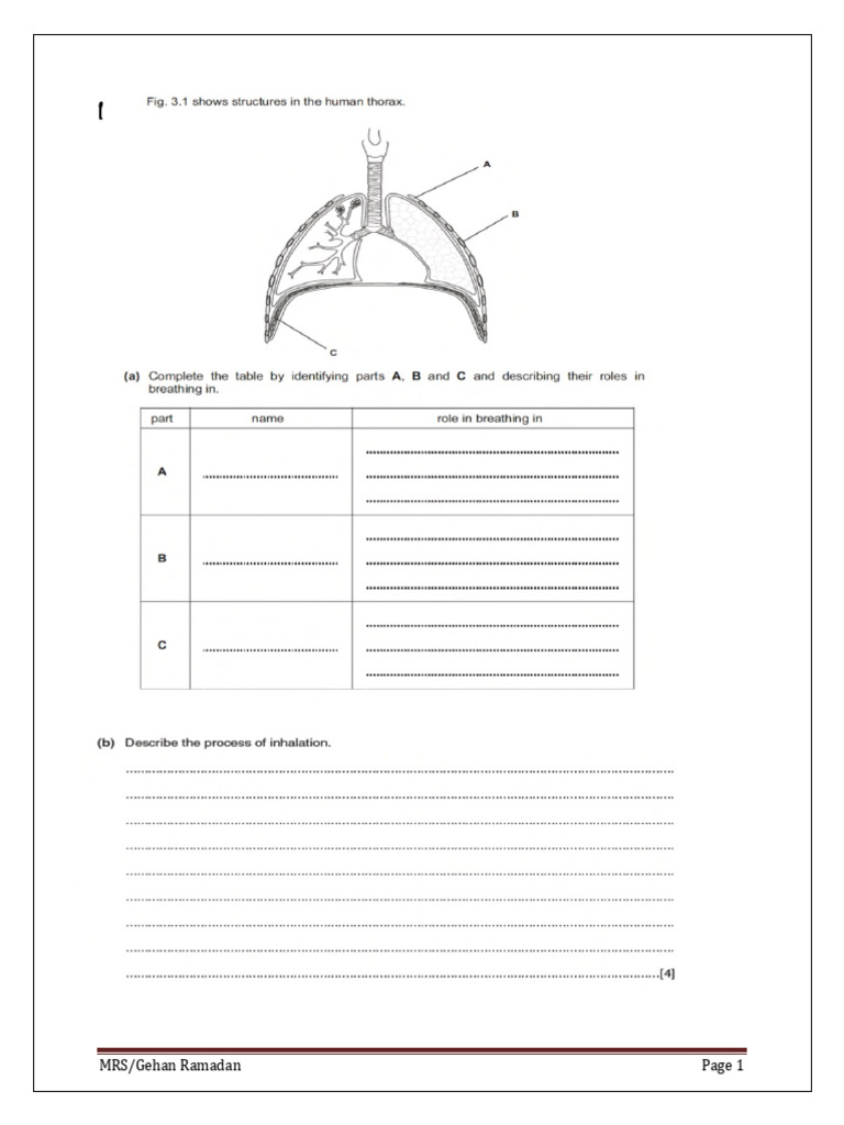 Respiration Test | PDF