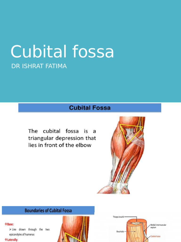 CUBITAL FOSSA | PDF