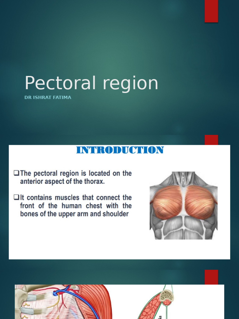 Pectoral Region | PDF