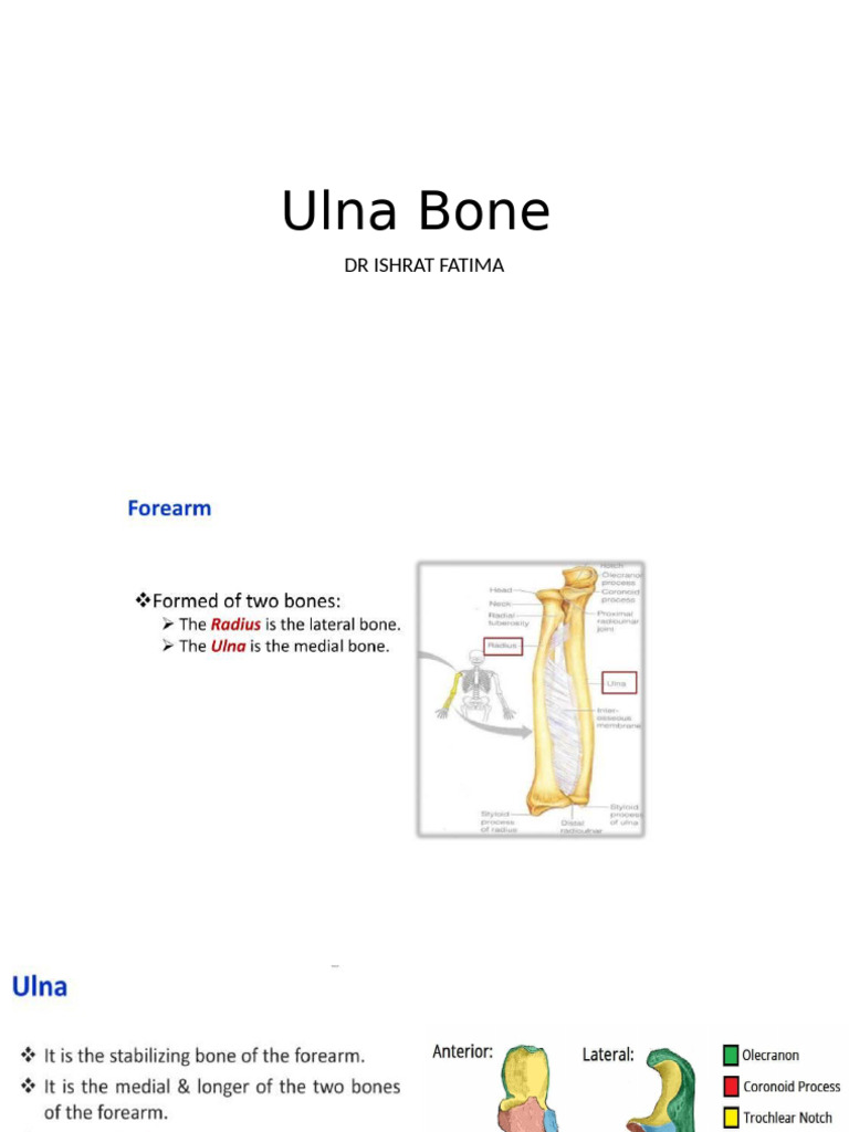 Ulna Bone | PDF