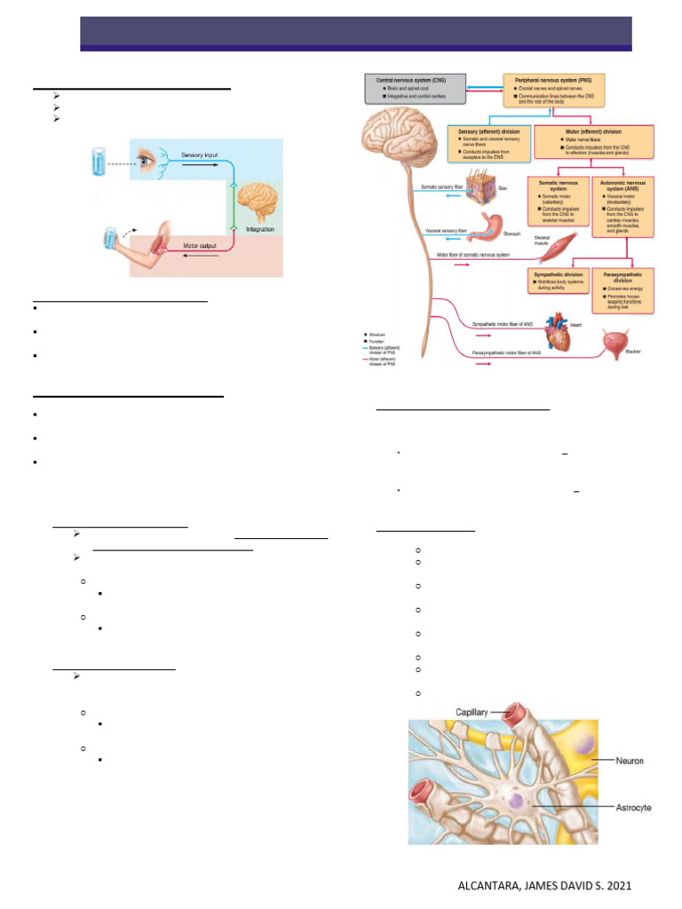 Nervous System (Part 1) | PDF
