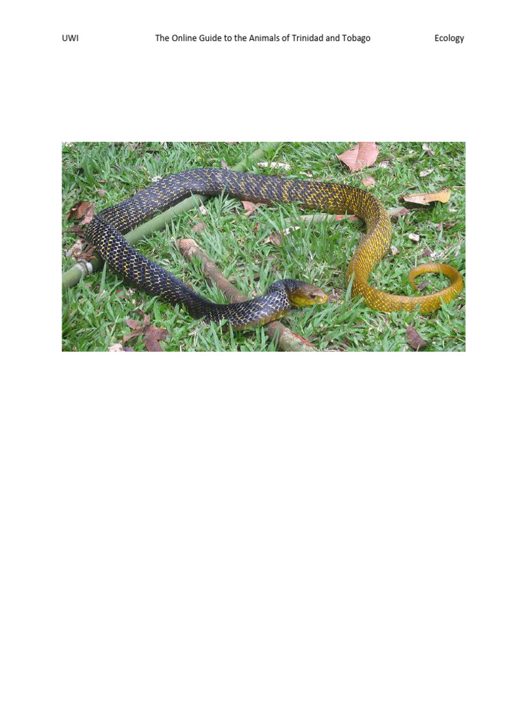 Drymarchon - Corais - Yellow-Tailed Cribo or Indigo Snake | PDF
