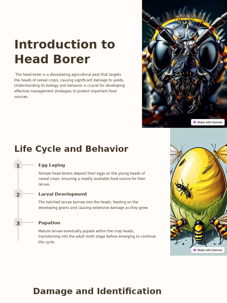 Introduction To Head Borer | PDF