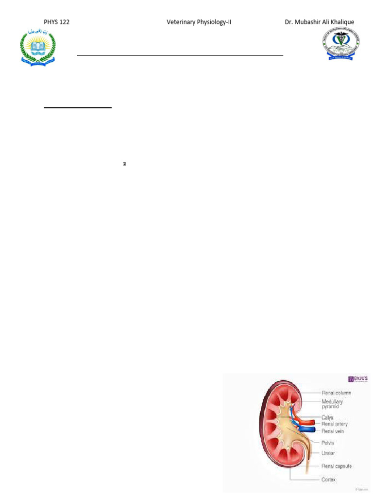 PDF Comp Renal Physiology (Mubashir) | PDF