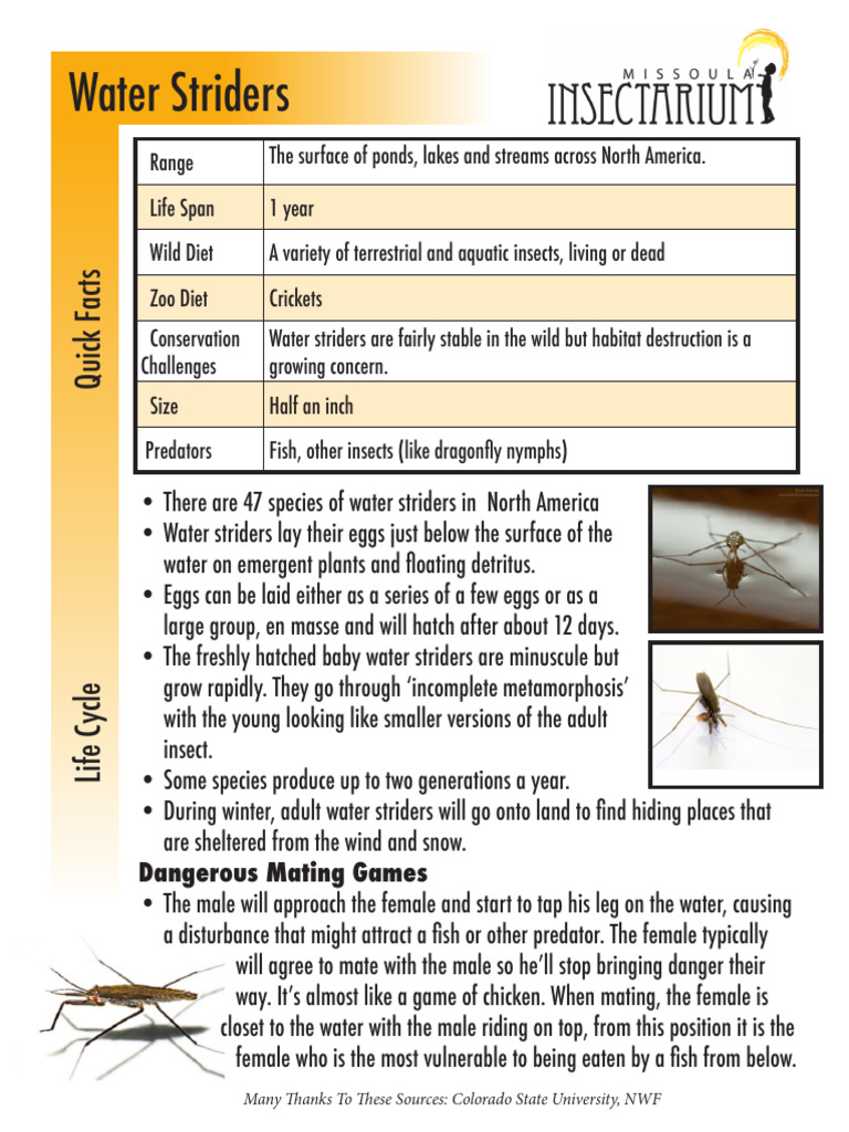 TeachingGuide WaterStrider | PDF