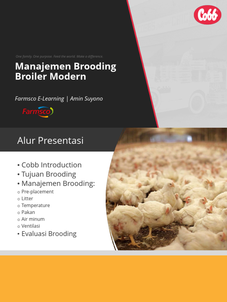 2021 Manajemen Brooding Broiler Modern | PDF
