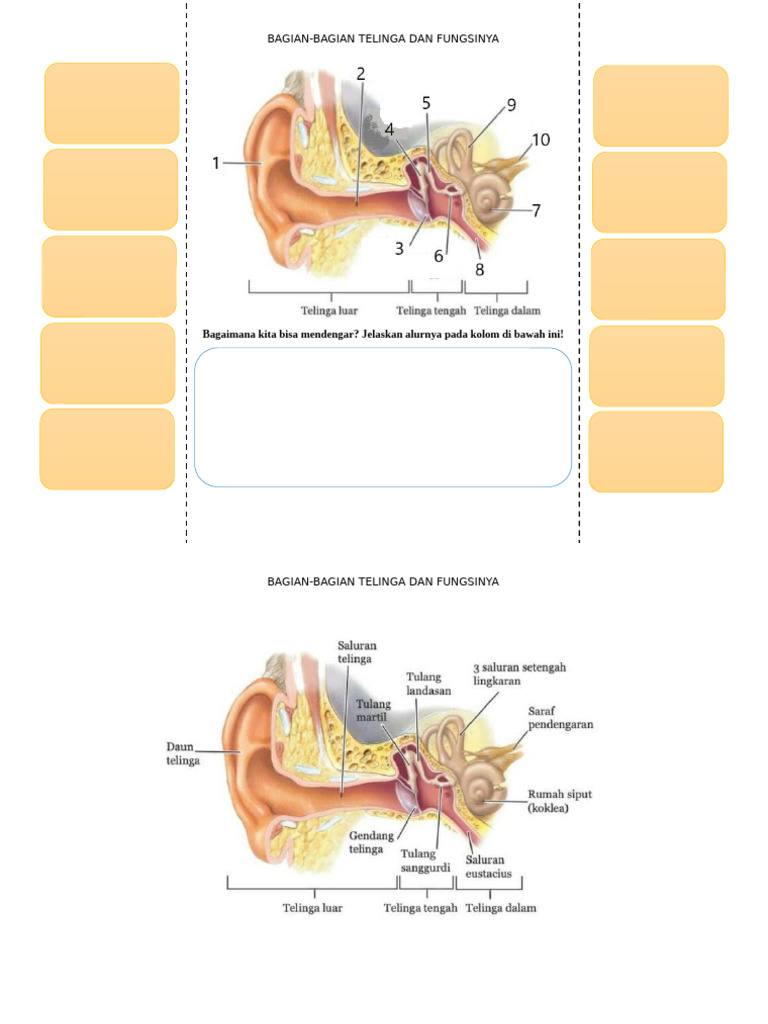 Bagian Telinga Dan Fungsinya | PDF