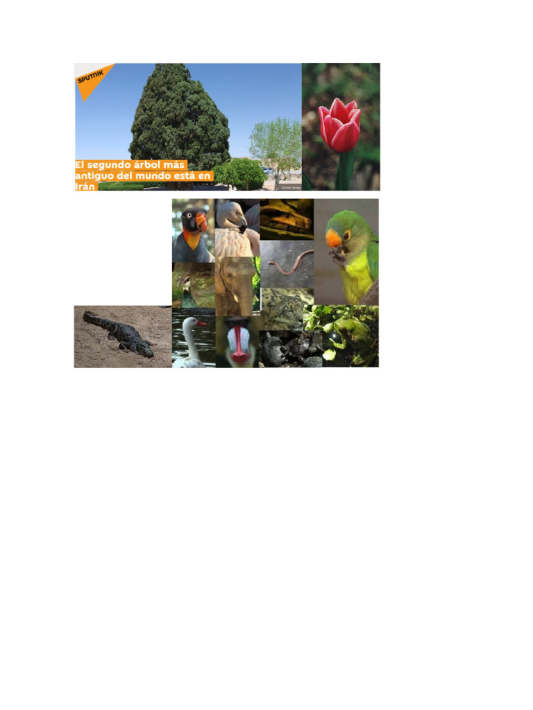 flora y fauna iran | PDF