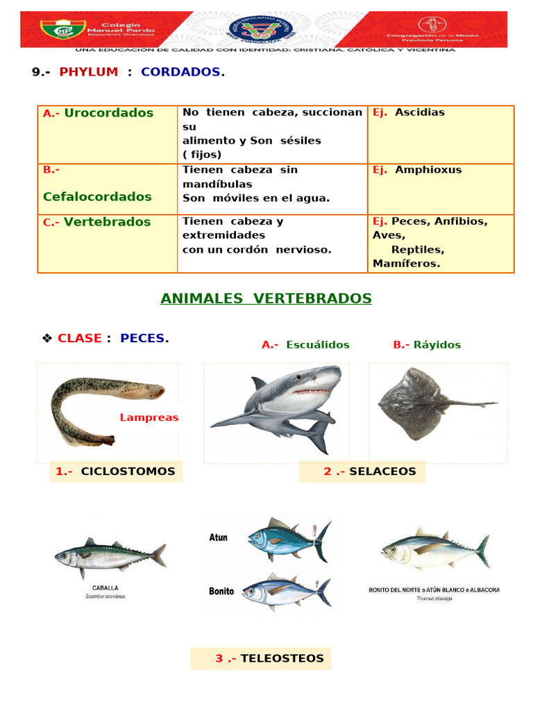 Aa Animales Vertebrados Clasificaccion 21 | PDF