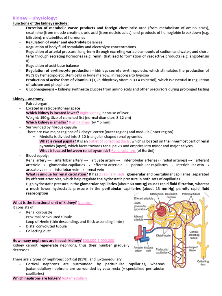Nephrology - Notes | PDF