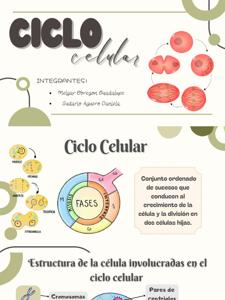 Ciclo Celular | PDF