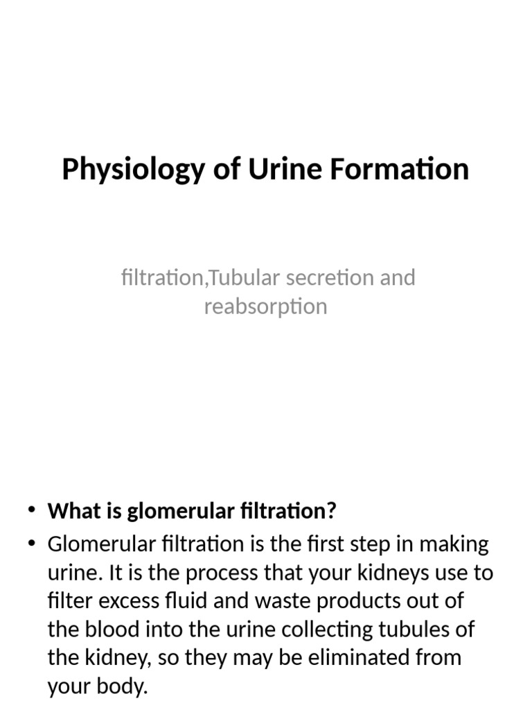 Physiology of Urine Formation | PDF