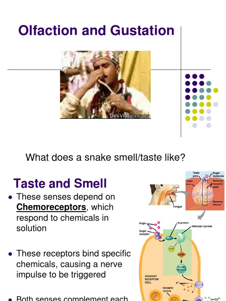 Olfaction and Gustation: What Does A Snake Smell/taste Like? | PDF ...