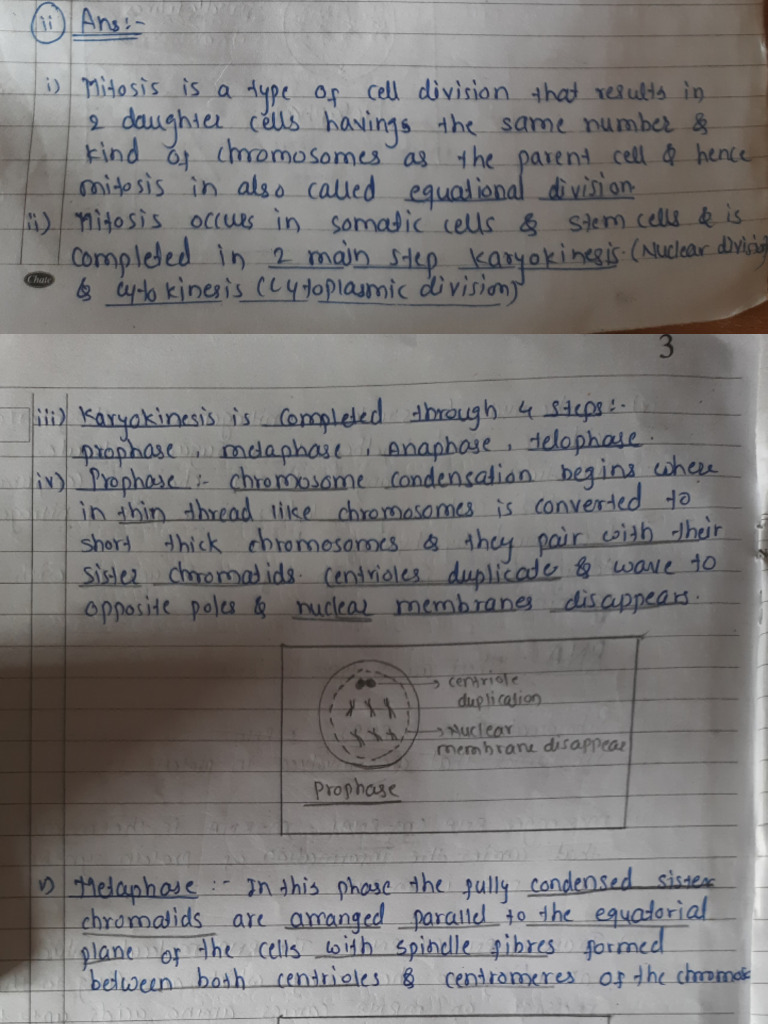 Meiosis Prophase 1 Stages Explained | PDF | Mitosis | Science & Mathematics