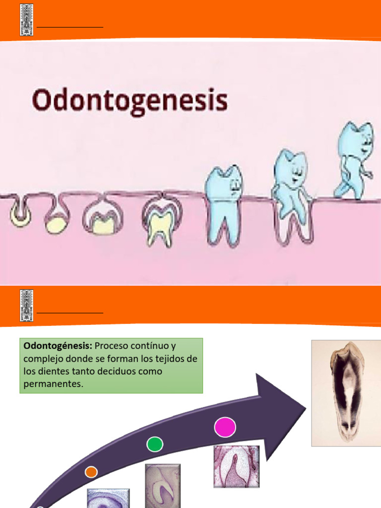 Embriología Unfv Odontogénesis | PDF
