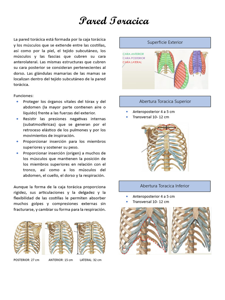 Resumo Pared Toracica PDF | PDF