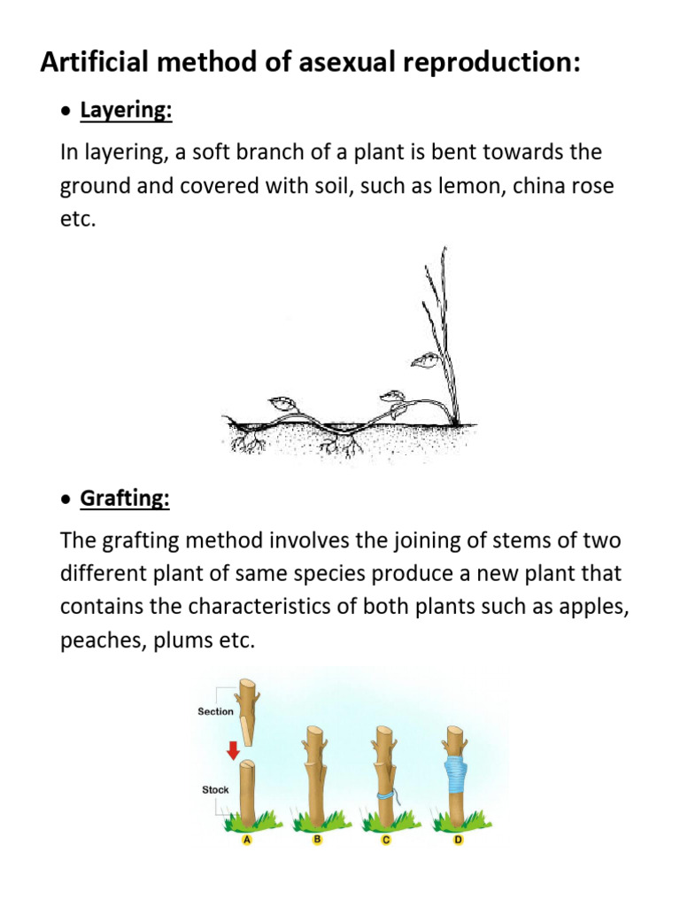 Artificial method of asexual reproduction | PDF
