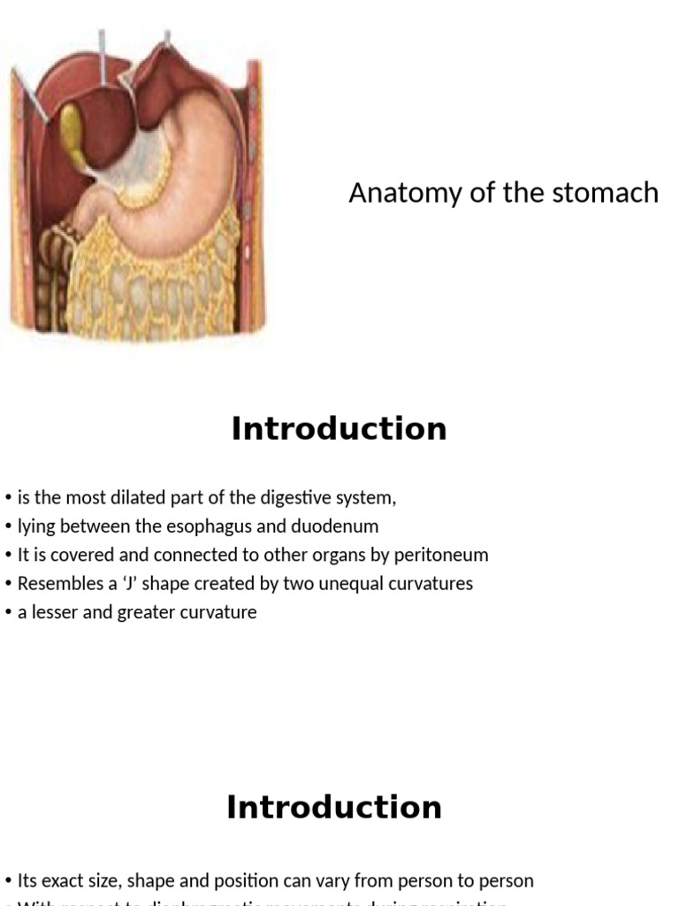 Anatomy of The Stomach-1 | PDF