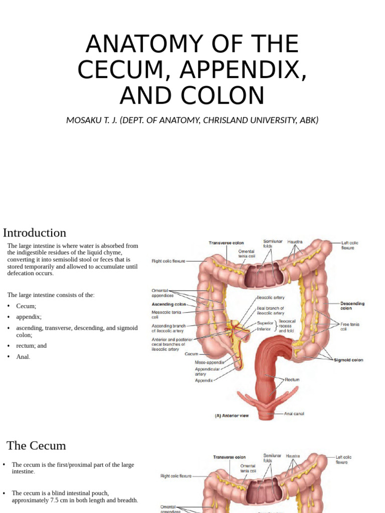 Anatomy of The Cecum, Appendix, and Colon | PDF