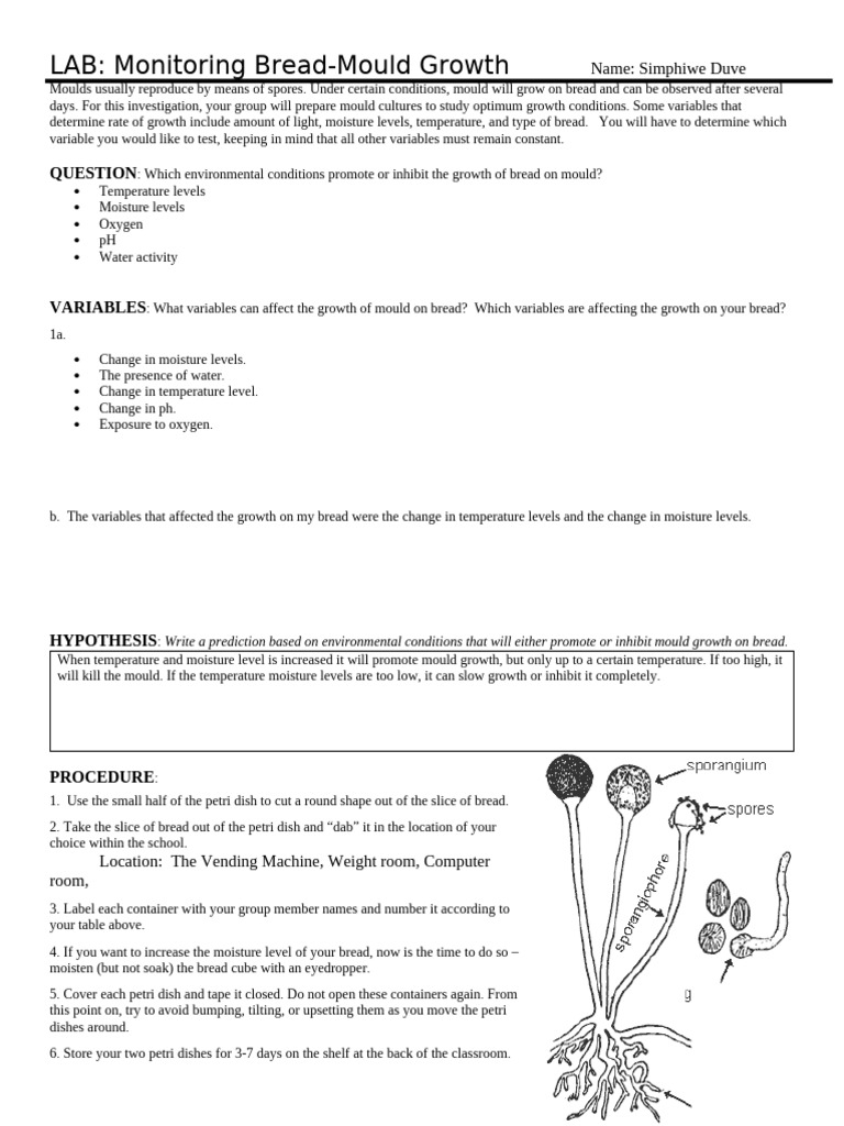 Bread Mould Lab | PDF