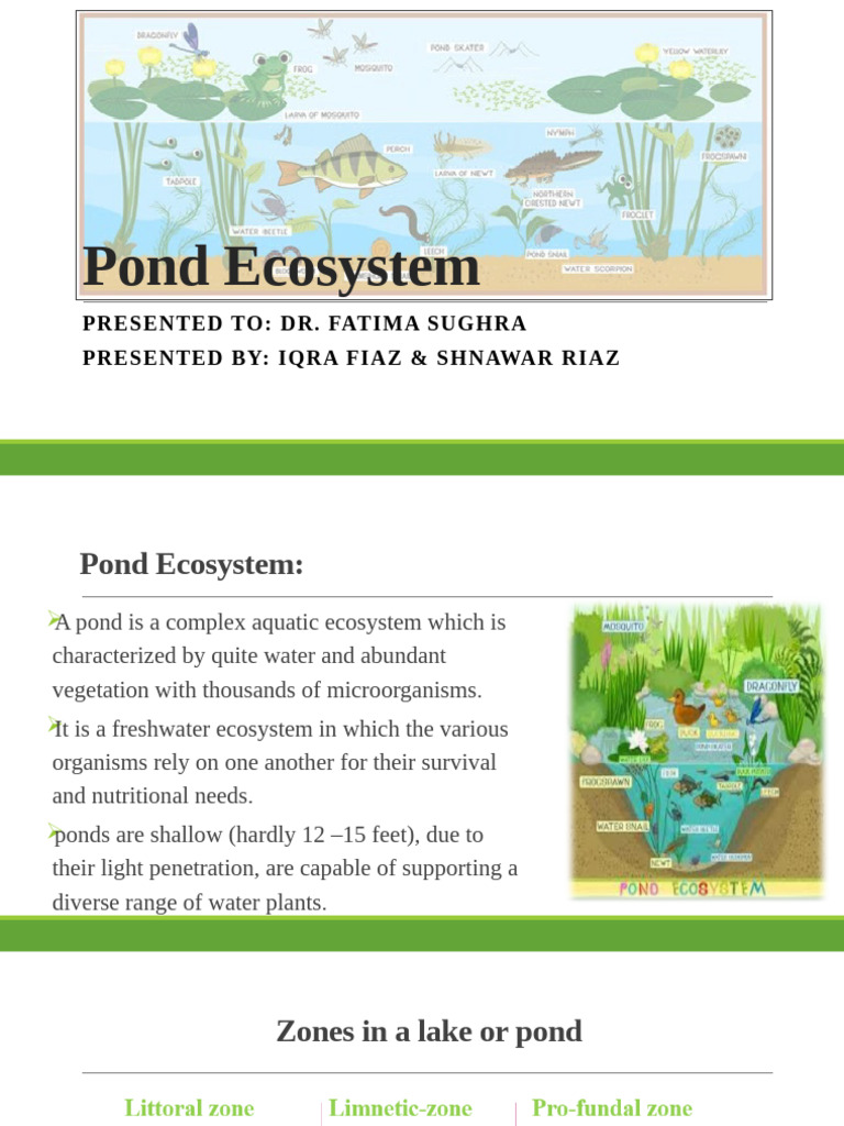 Pond Ecosystem | PDF