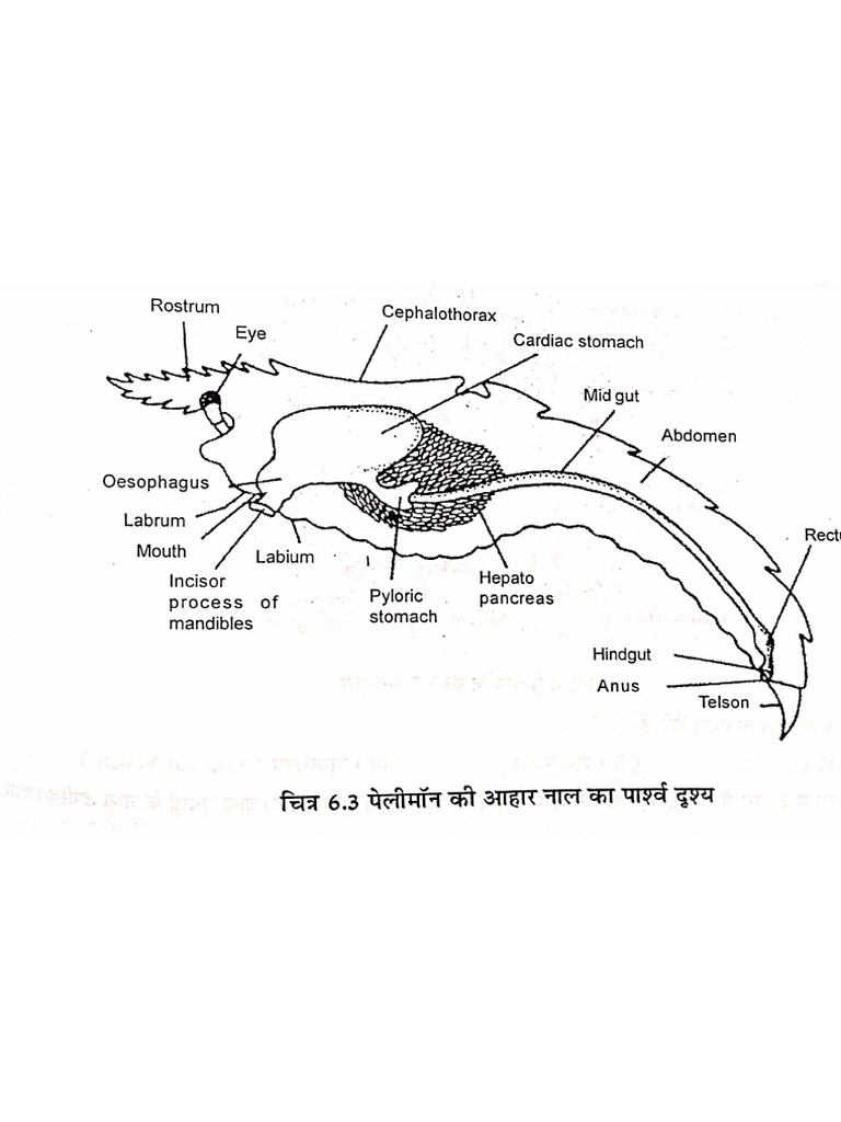 Dissection 2 | PDF