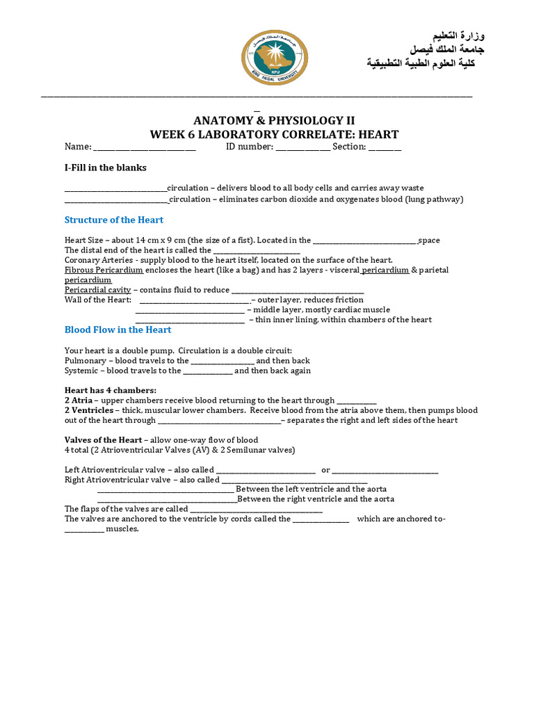WEEK 6 AP2 WOKRSHEET HEART Student | PDF | Heart | Heart Valve