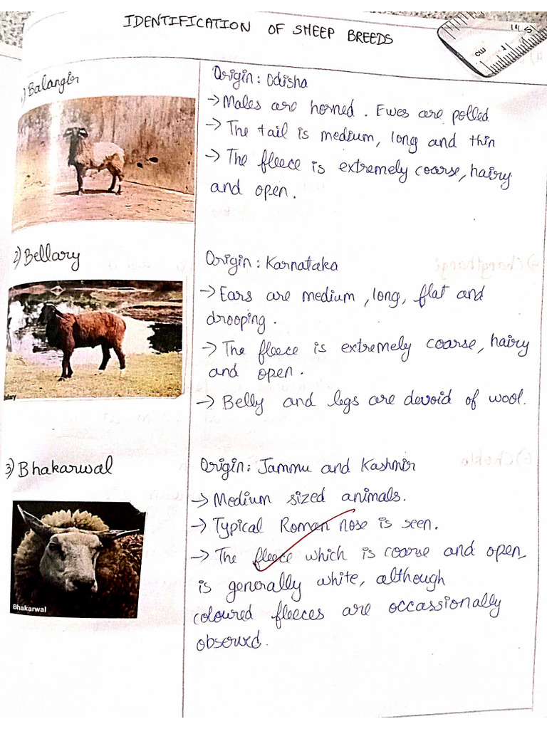 Sheep breeds | PDF