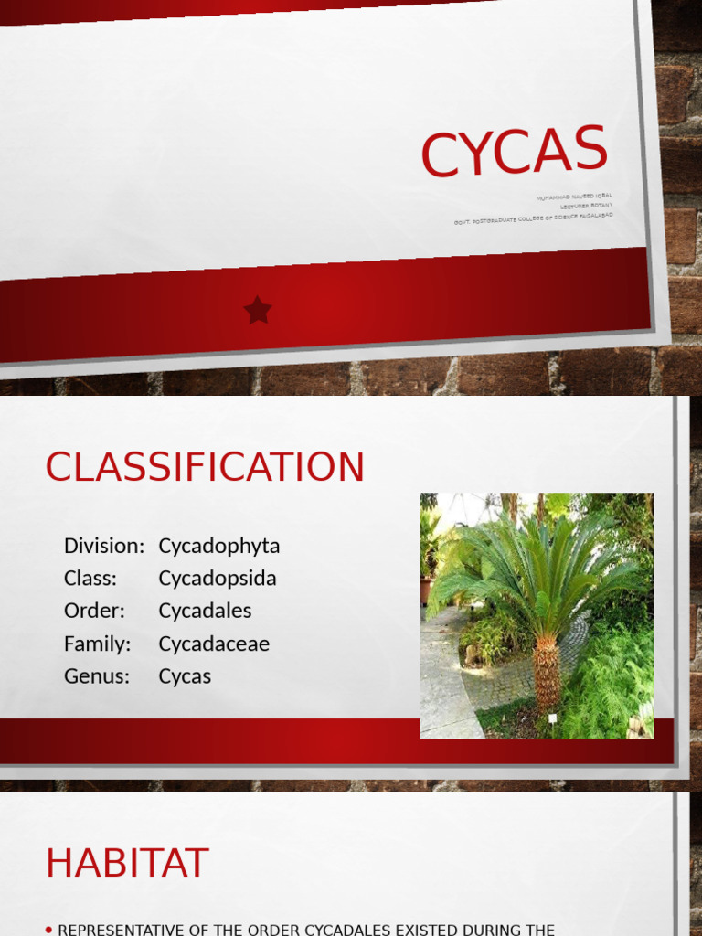 Cycas | PDF
